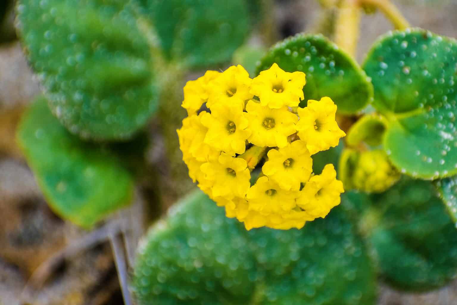 11 Native Plants in Washington - A-Z Animals