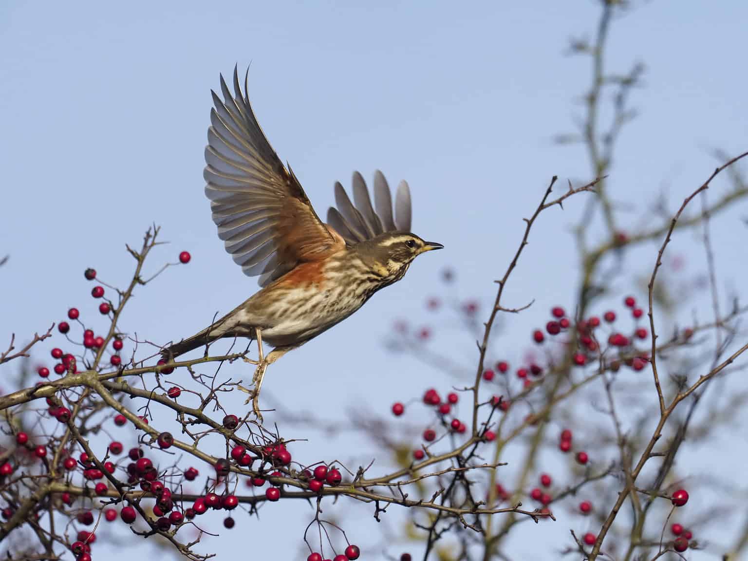 The Redwing: National Bird of Turkey - AZ Animals