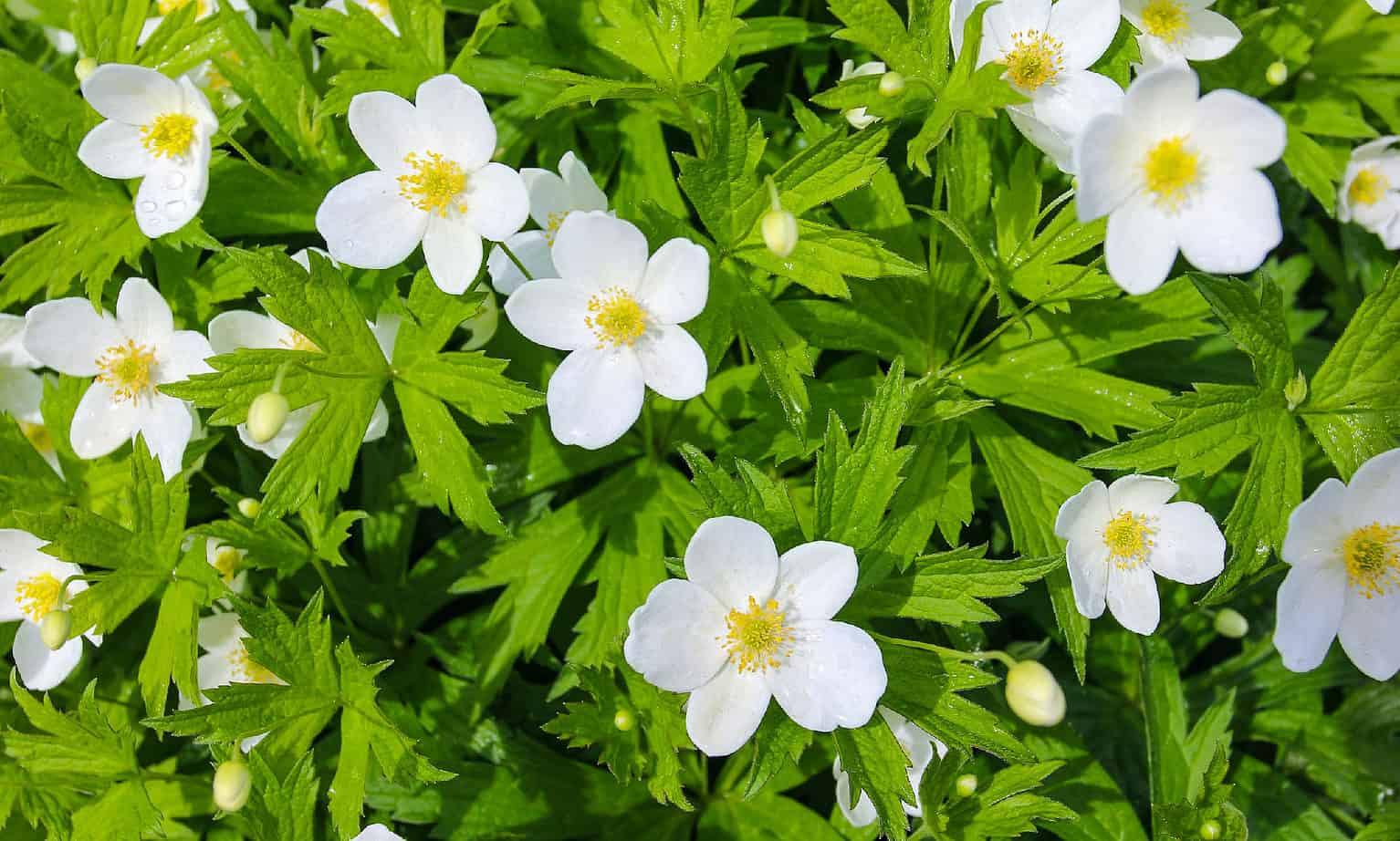 10 Native Plants in Missouri - A-Z Animals