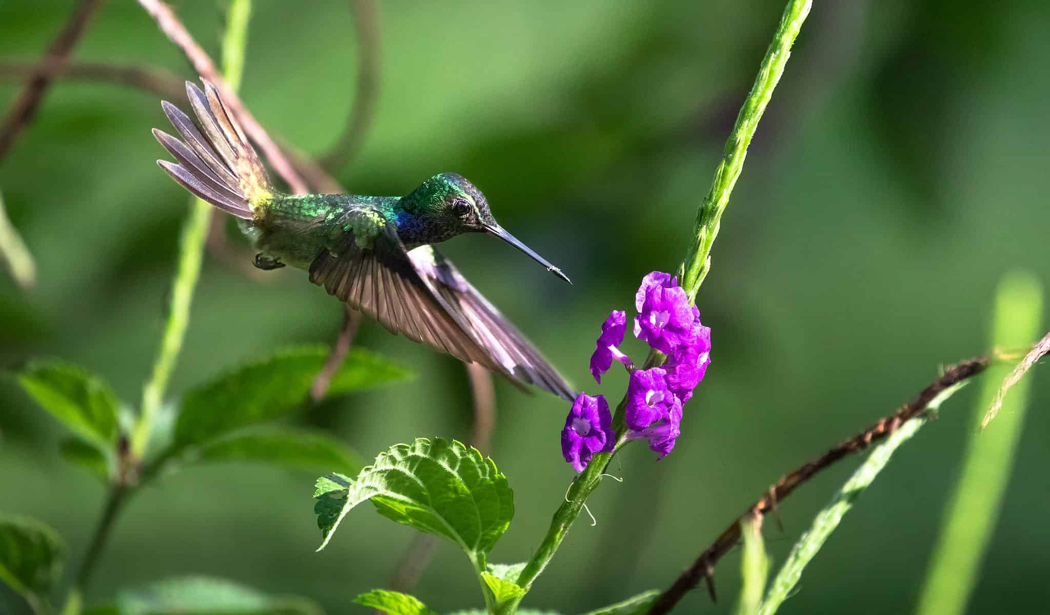 Hummingbirds In Ohio: 7 Types and the Plants They Love - A-Z Animals