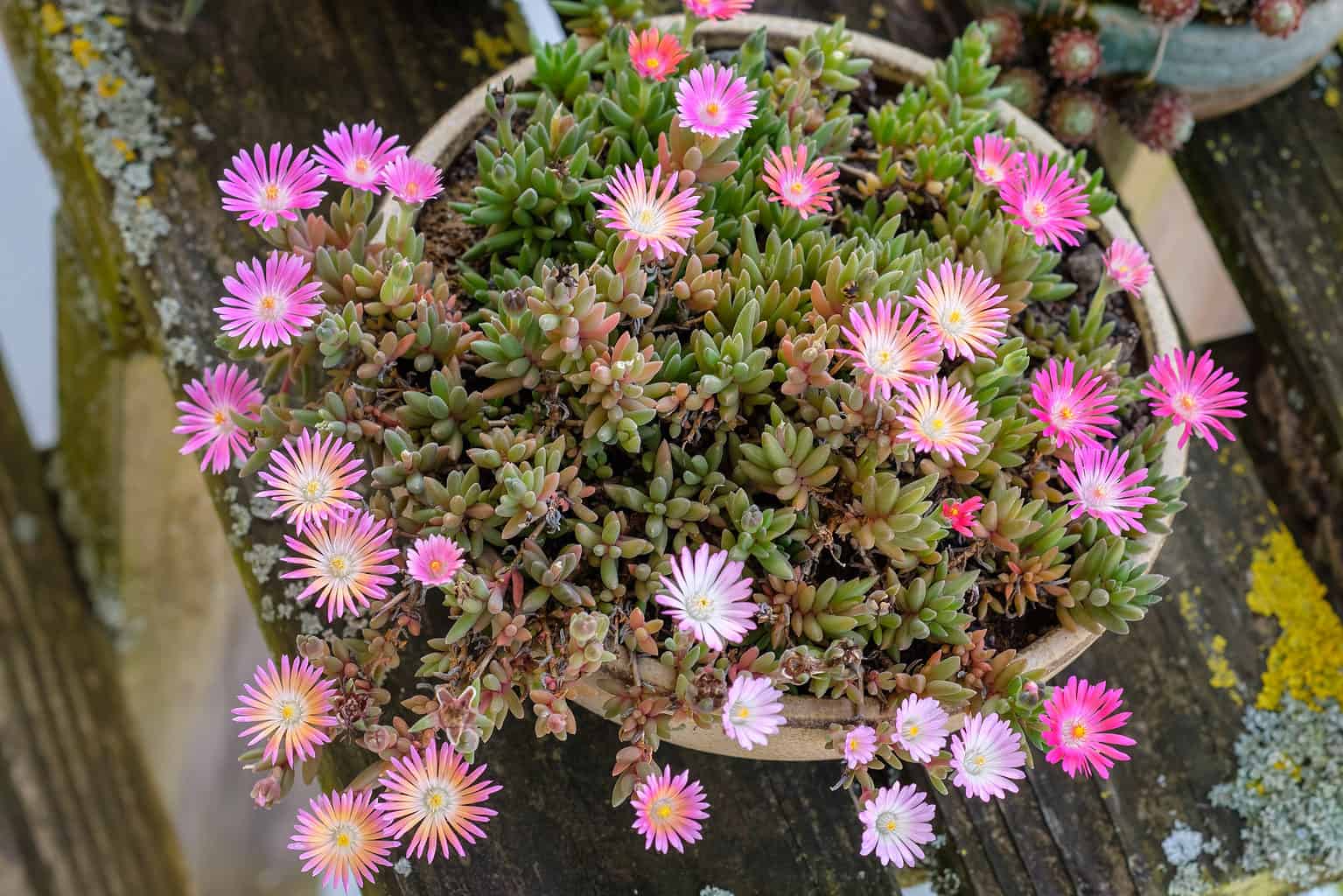 Ice Plants - A-Z Animals