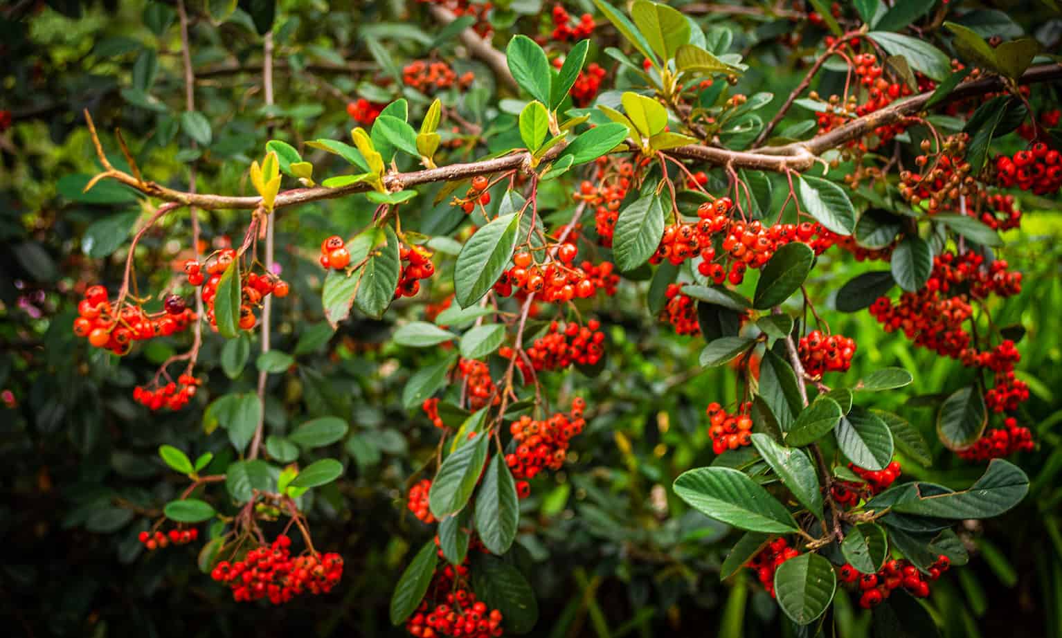 8 Native Plants in Utah - A-Z Animals