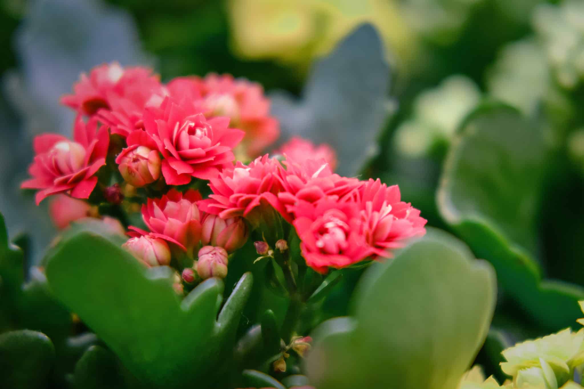 Types of Kalanchoe Succulents: 10 Beautiful Varieties to Grow at Home ...