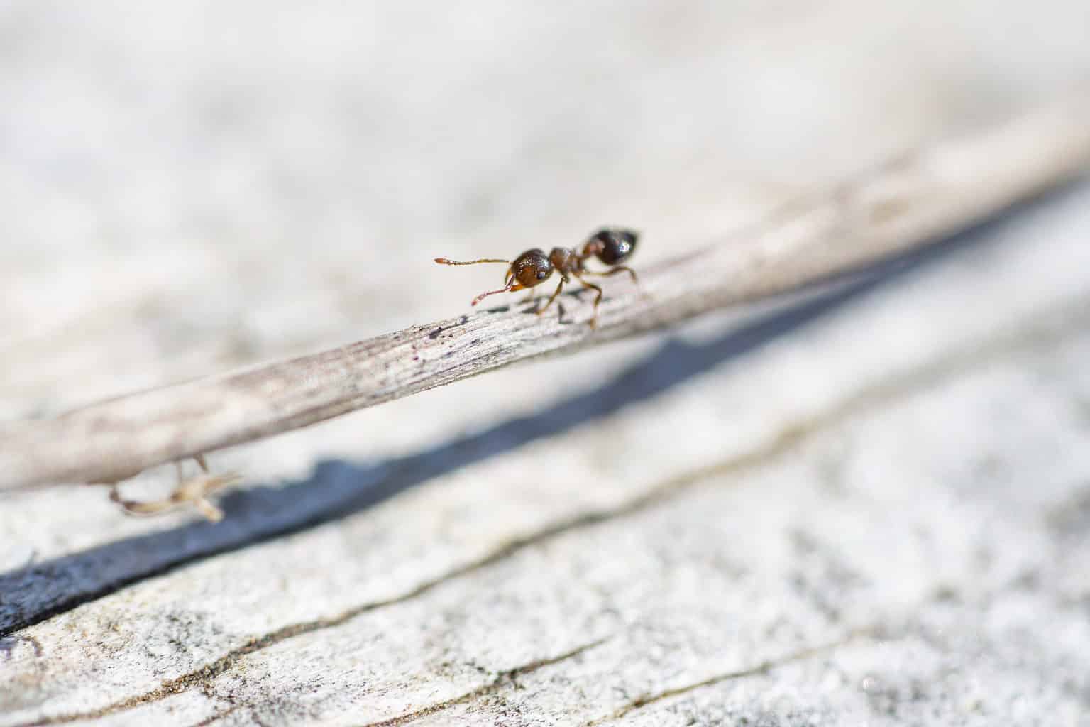 Discover the 6 Types of Ants Set to Emerge in Missouri