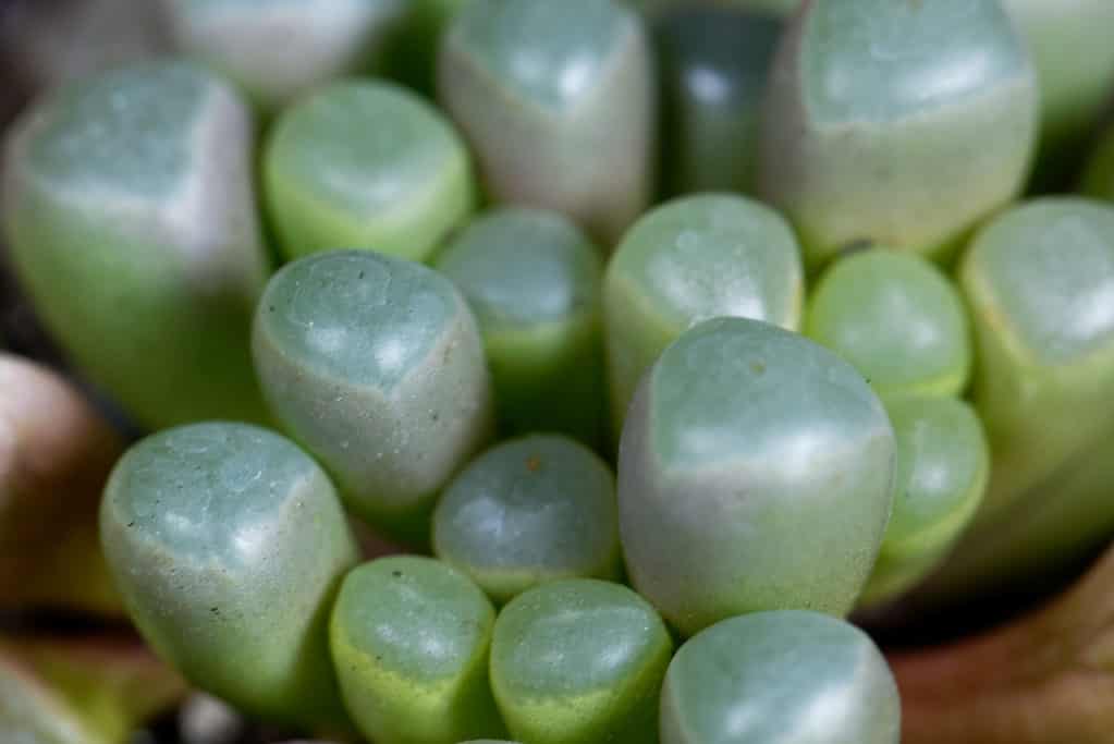 Baby Toes Succulent - How to Propagate and More - AZ Animals