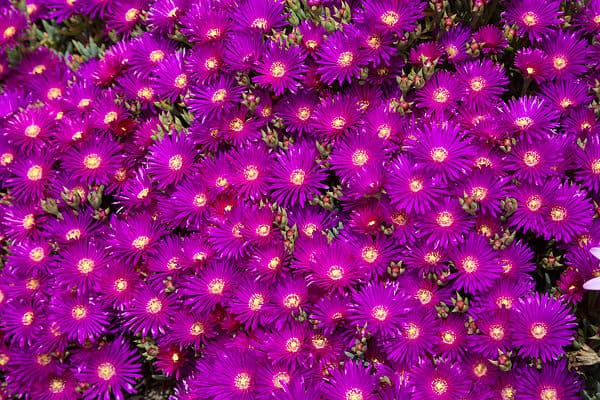 Ice Plants - Varieties, How to Propagate and More - AZ Animals