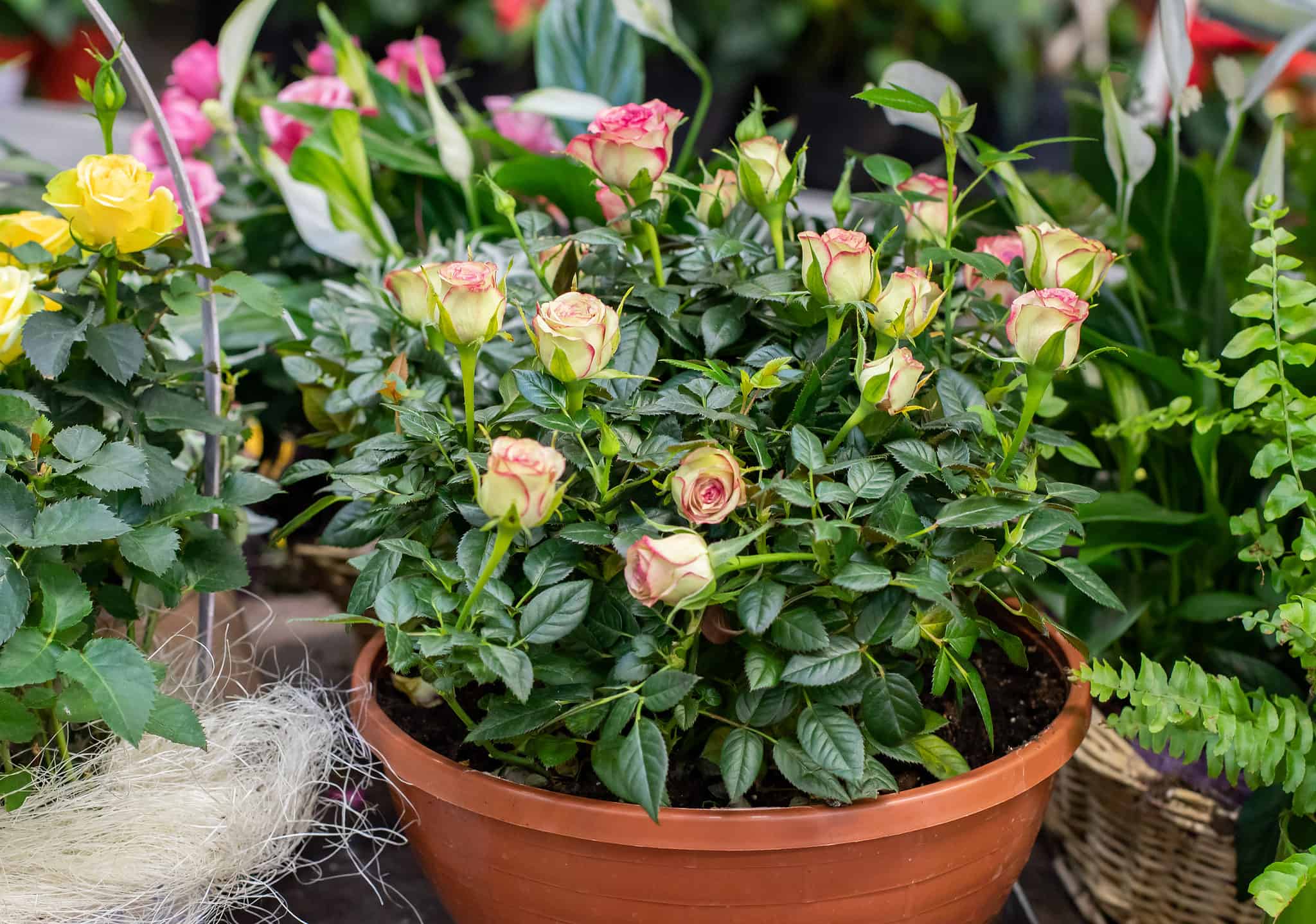 13 Types of Roses for Gardeners, Florists, and More - A-Z Animals