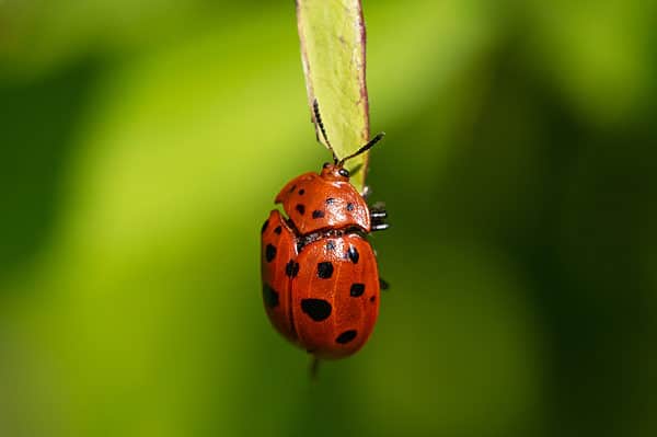 11 Colorful Bugs That Look Like Ladybugs - A-Z Animals