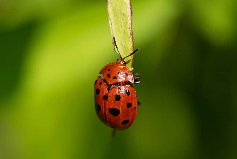 11 Colorful Bugs That Look Like Ladybugs - A-Z Animals