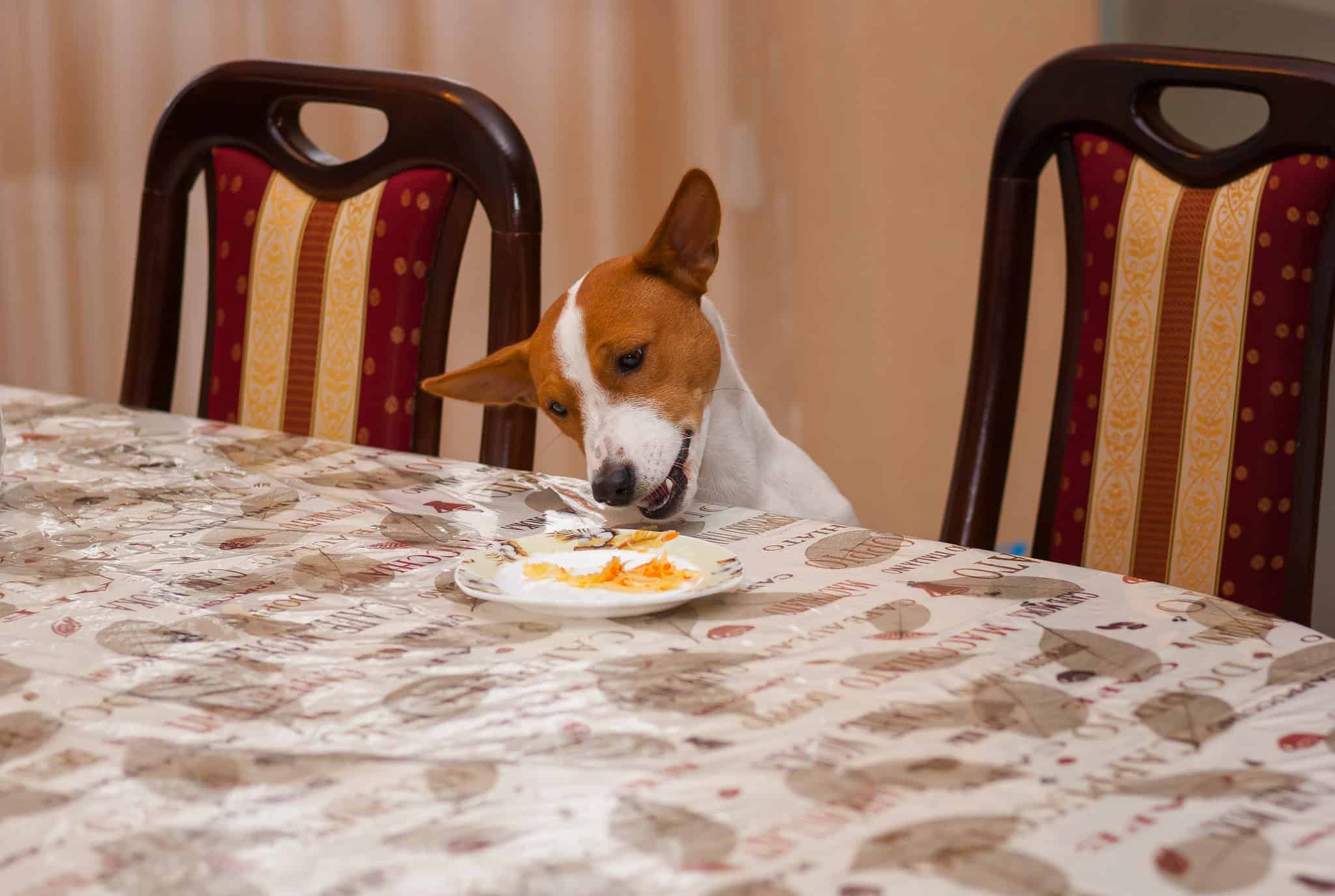 Basenji Dog Breed Complete Guide - A-Z Animals