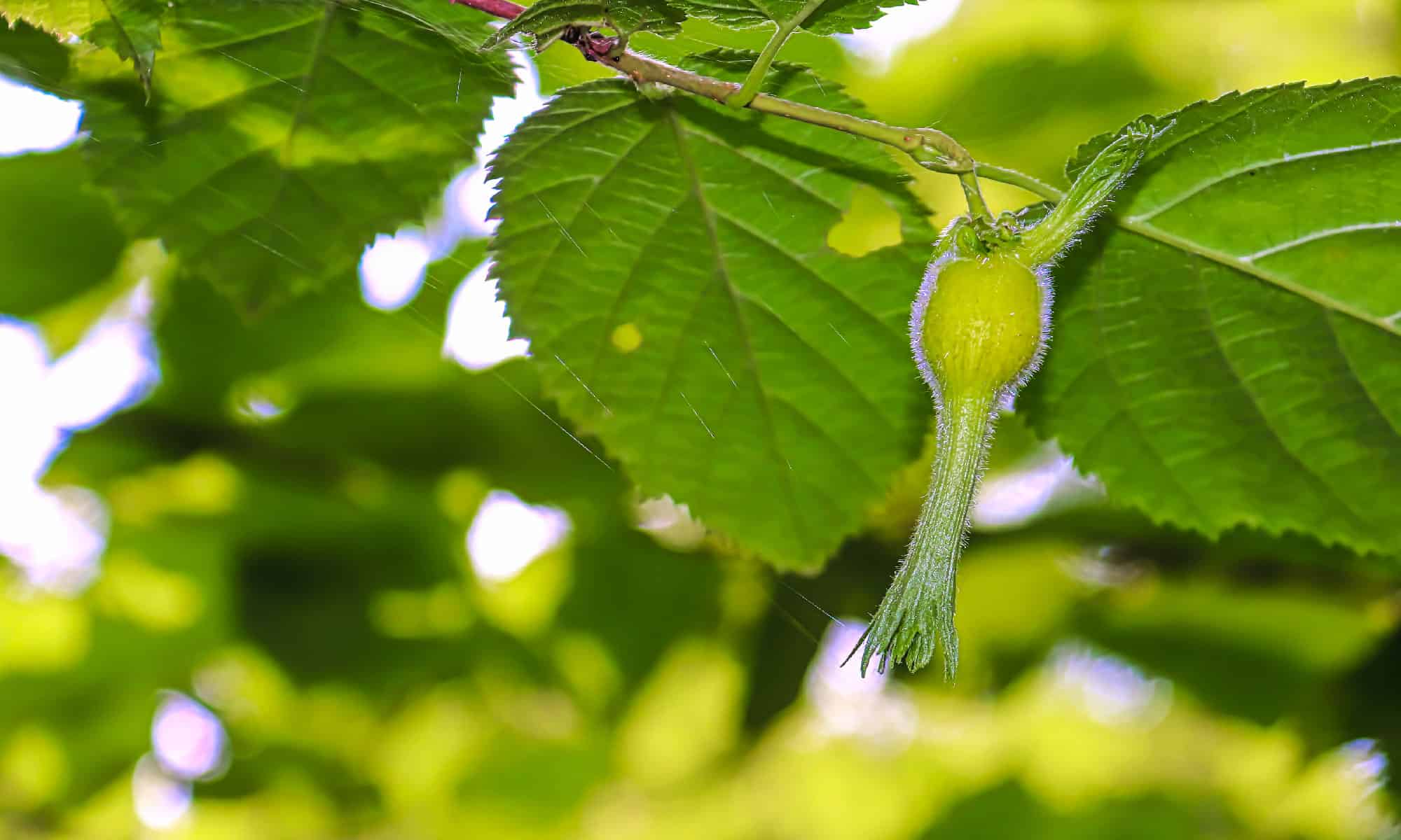 12 Native Plants in Idaho - A-Z Animals