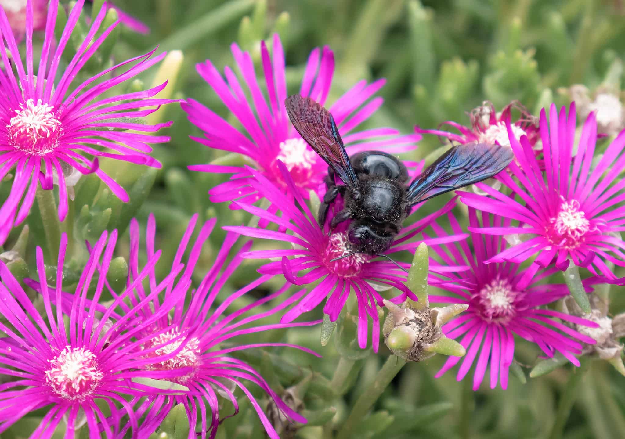25 Beautiful Flowers That Start With D - A-Z Animals