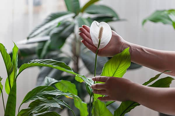Peace Lily: Meaning, Symbolism, and Proper Occasions - A-Z Animals