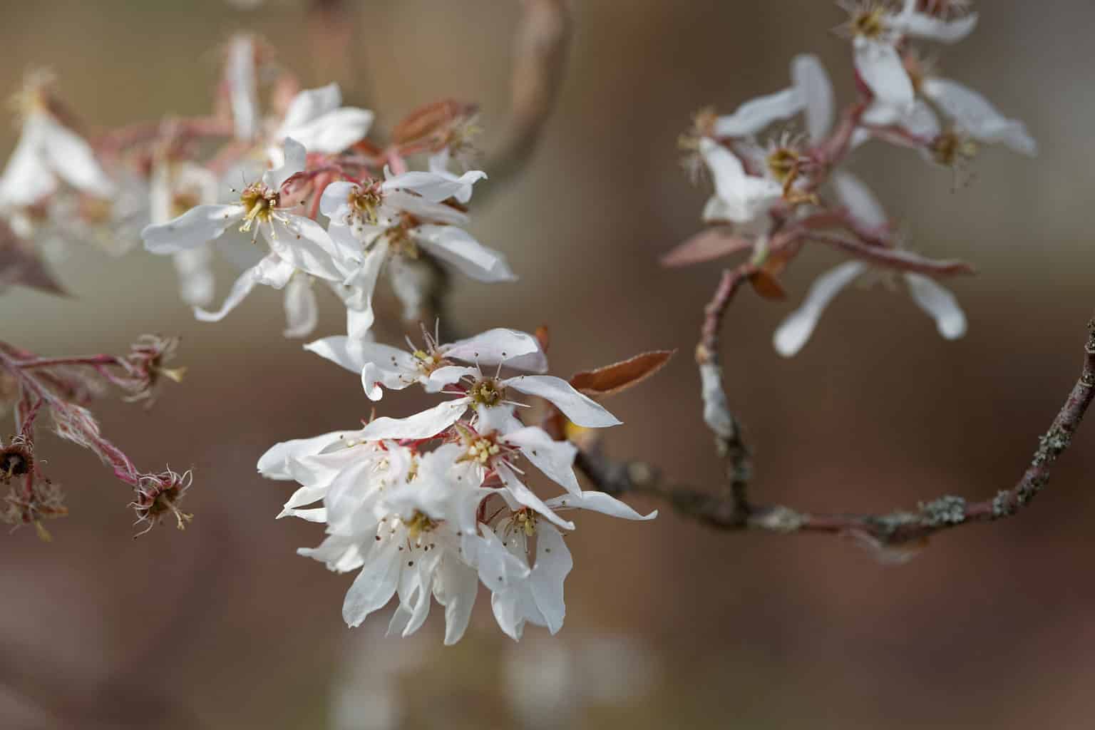The 10 Most Iconic Trees Native to West Virginia