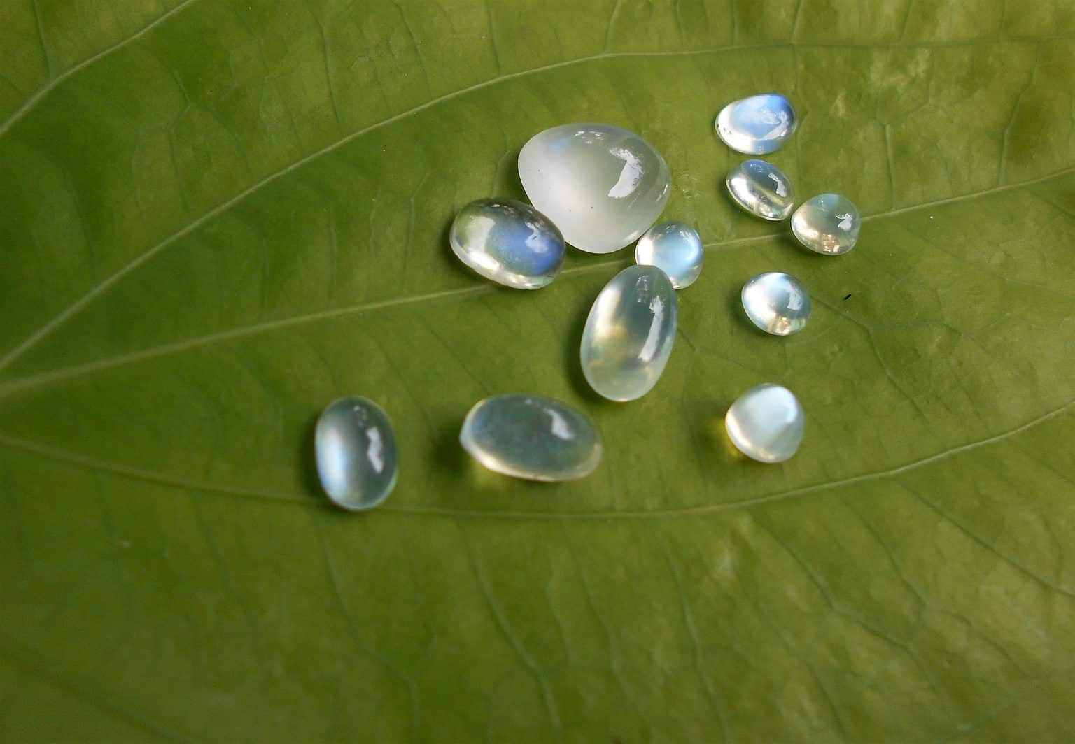 Moonstone Succulent - A-Z Animals