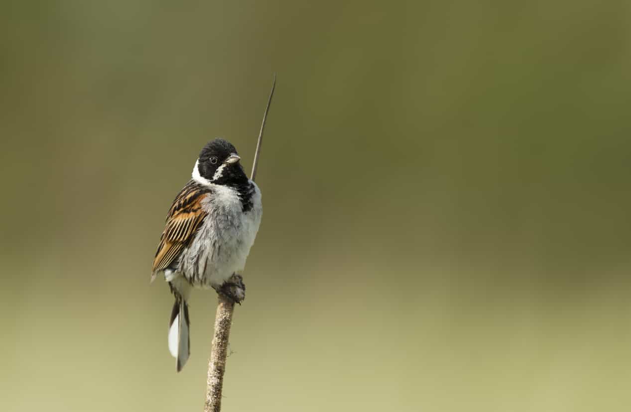 Discover All Types Of Bunting Birds - A-Z Animals