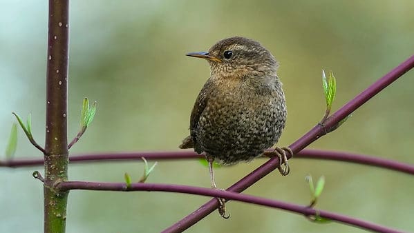 Discover All Types Of Wren Birds - A-Z Animals