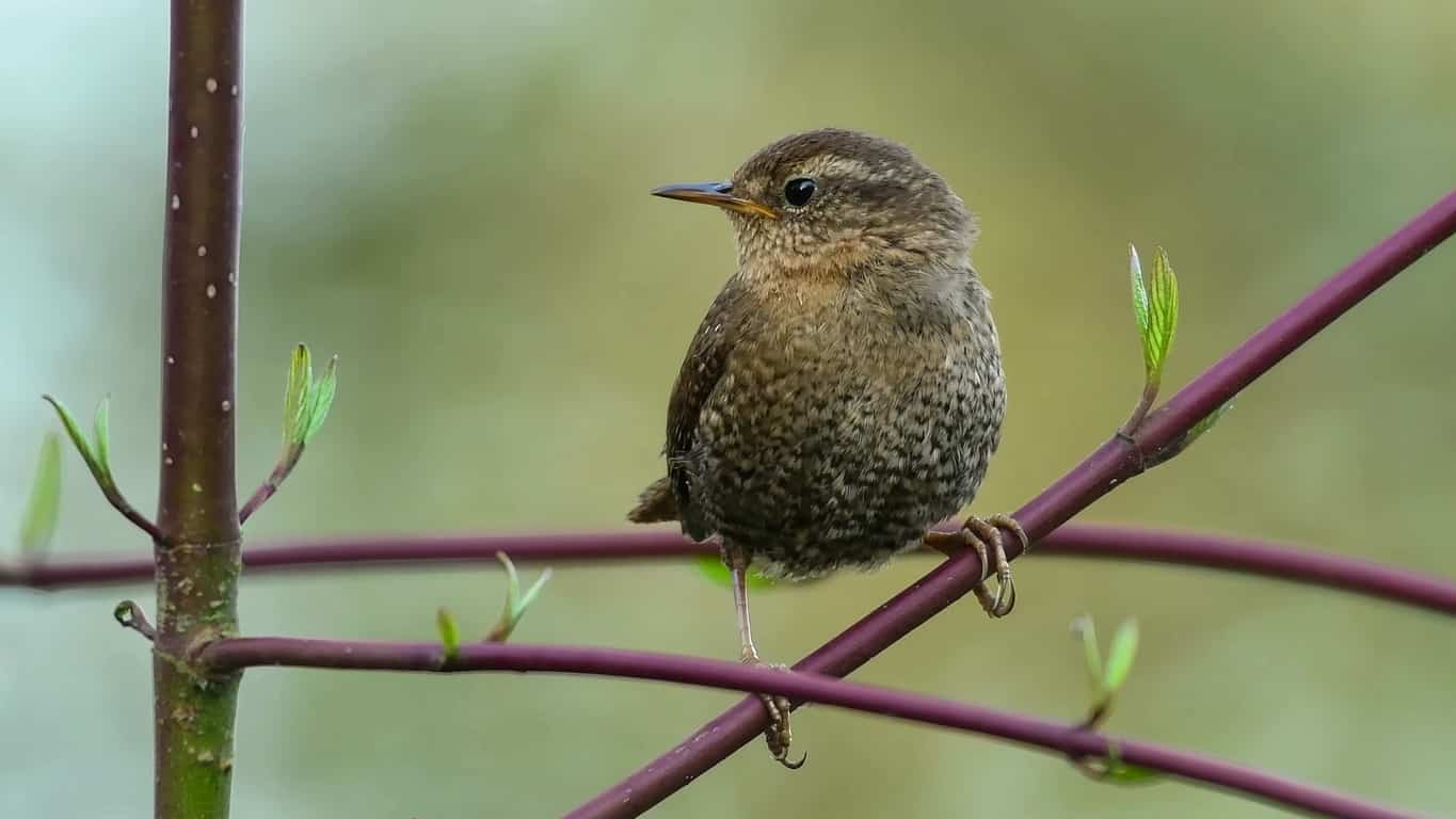 Discover All Types Of Wren Birds - A-Z Animals