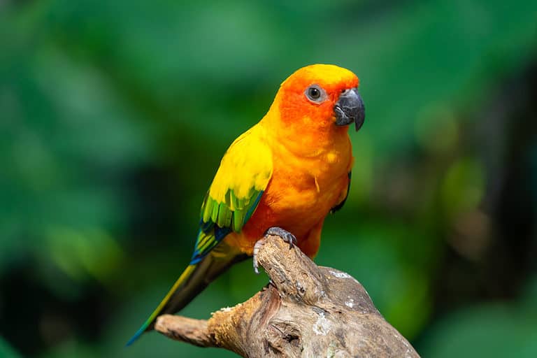 12 Colorful Types of Rainforest Birds - A-Z Animals