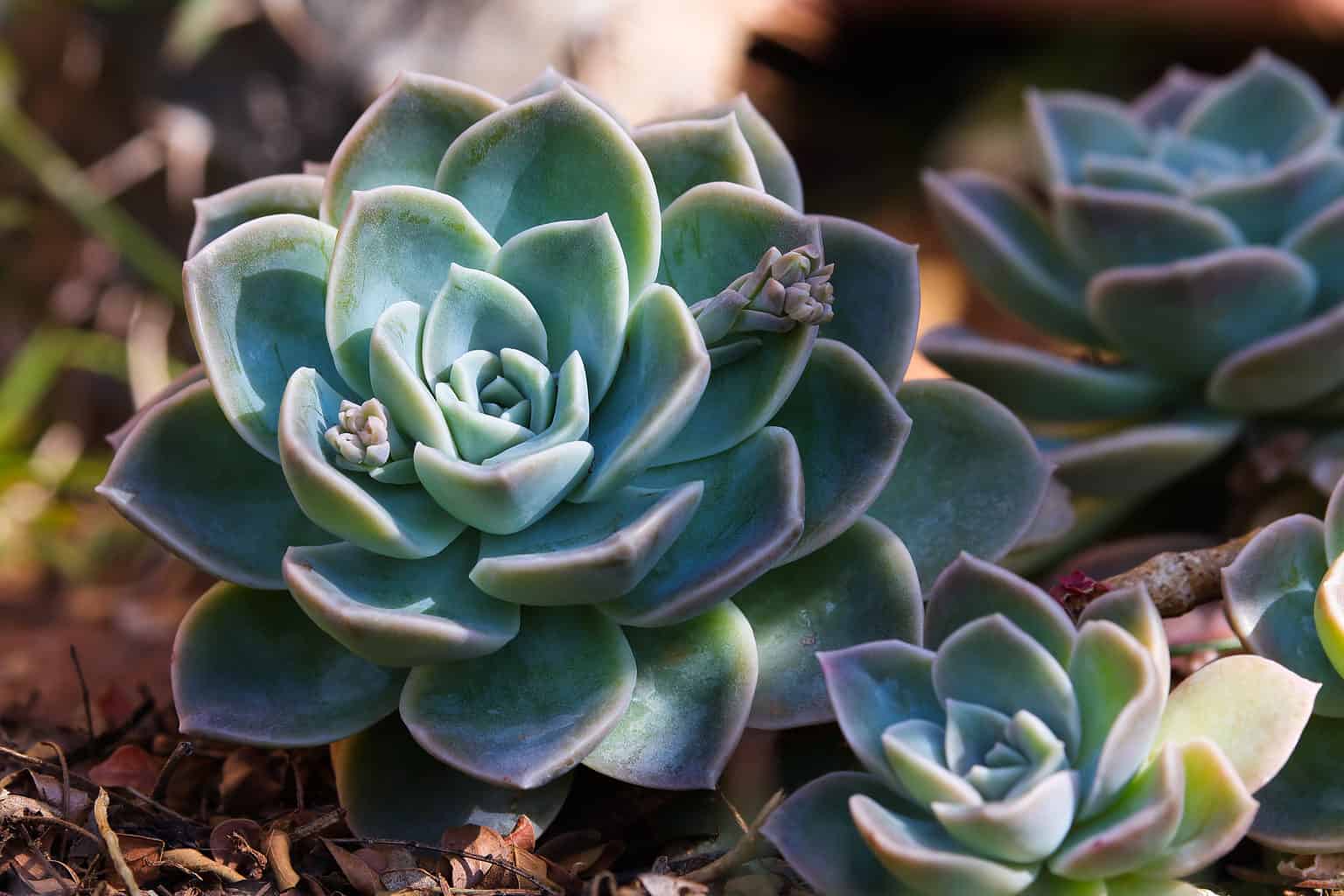 Types of Echeveria Succulents: 10 Popular Varieties to Grow at Home - A ...