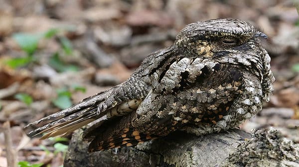 Not Just Owls, Discover 7 Other Types of Night Birds - A-Z Animals