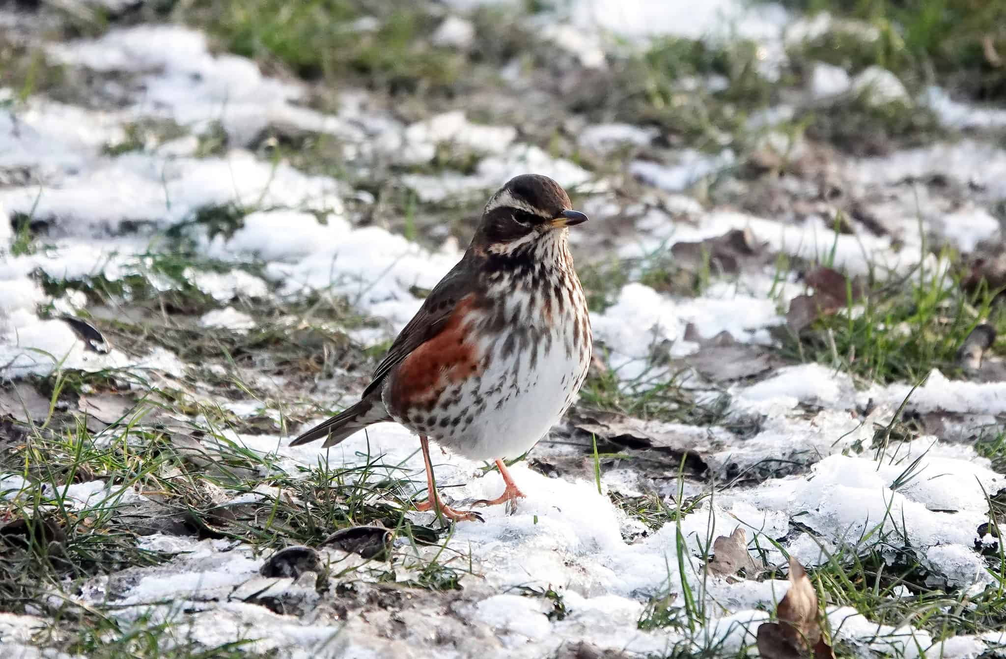 The Redwing: National Bird of Turkey - A-Z Animals