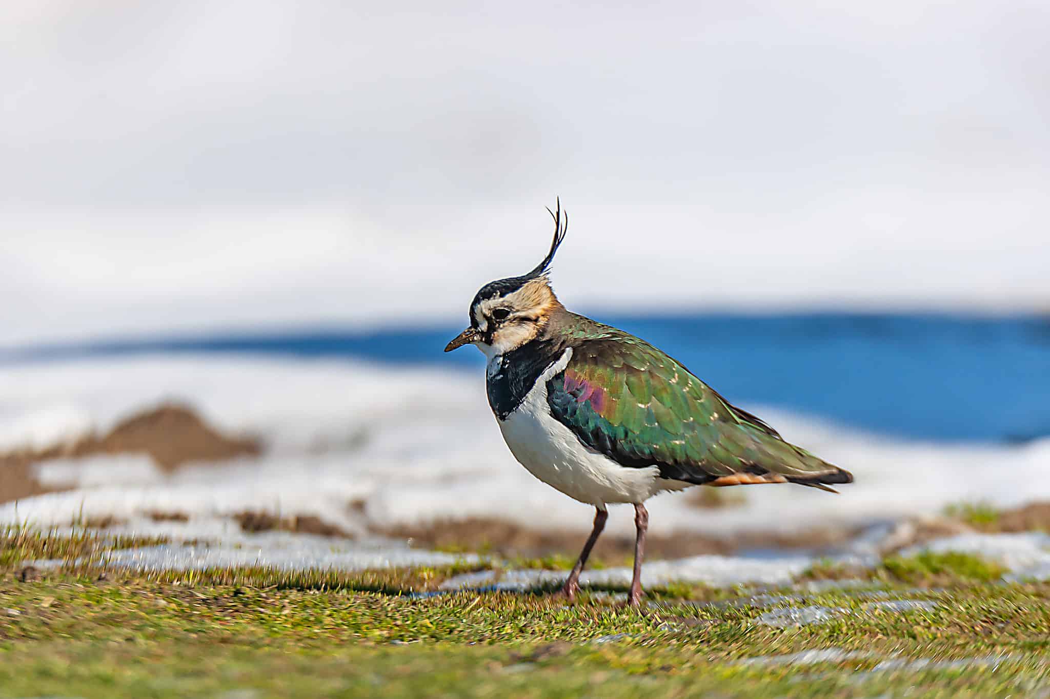 Lapwing: The National Bird of Ireland - A-Z Animals