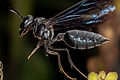 Stinging Insects: 10 of the Most Painful Insect Stings in the World - A ...