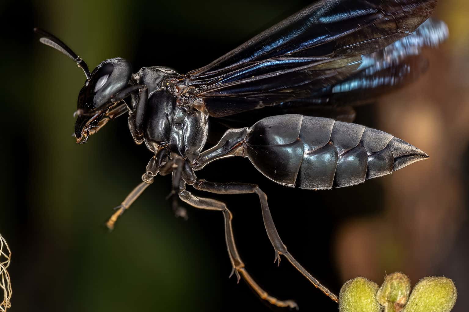 Black Wasp Insect Facts - Sphex pensylvanicus - A-Z Animals