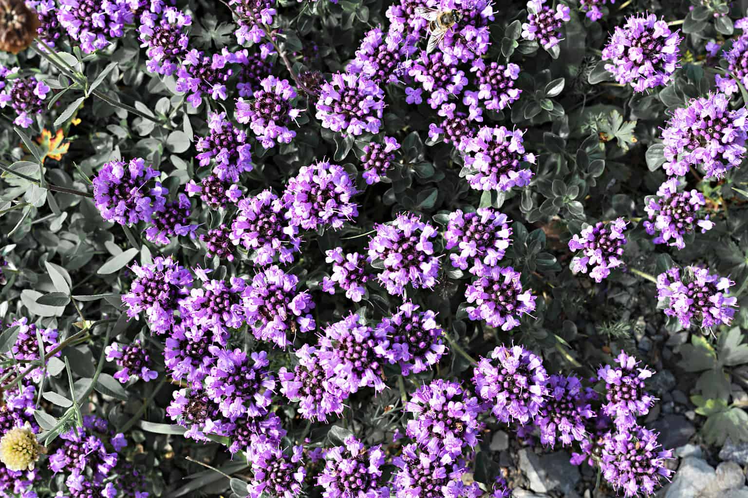 6 Plants That Repel and Keep Groundhogs Out of Your Yard - A-Z Animals