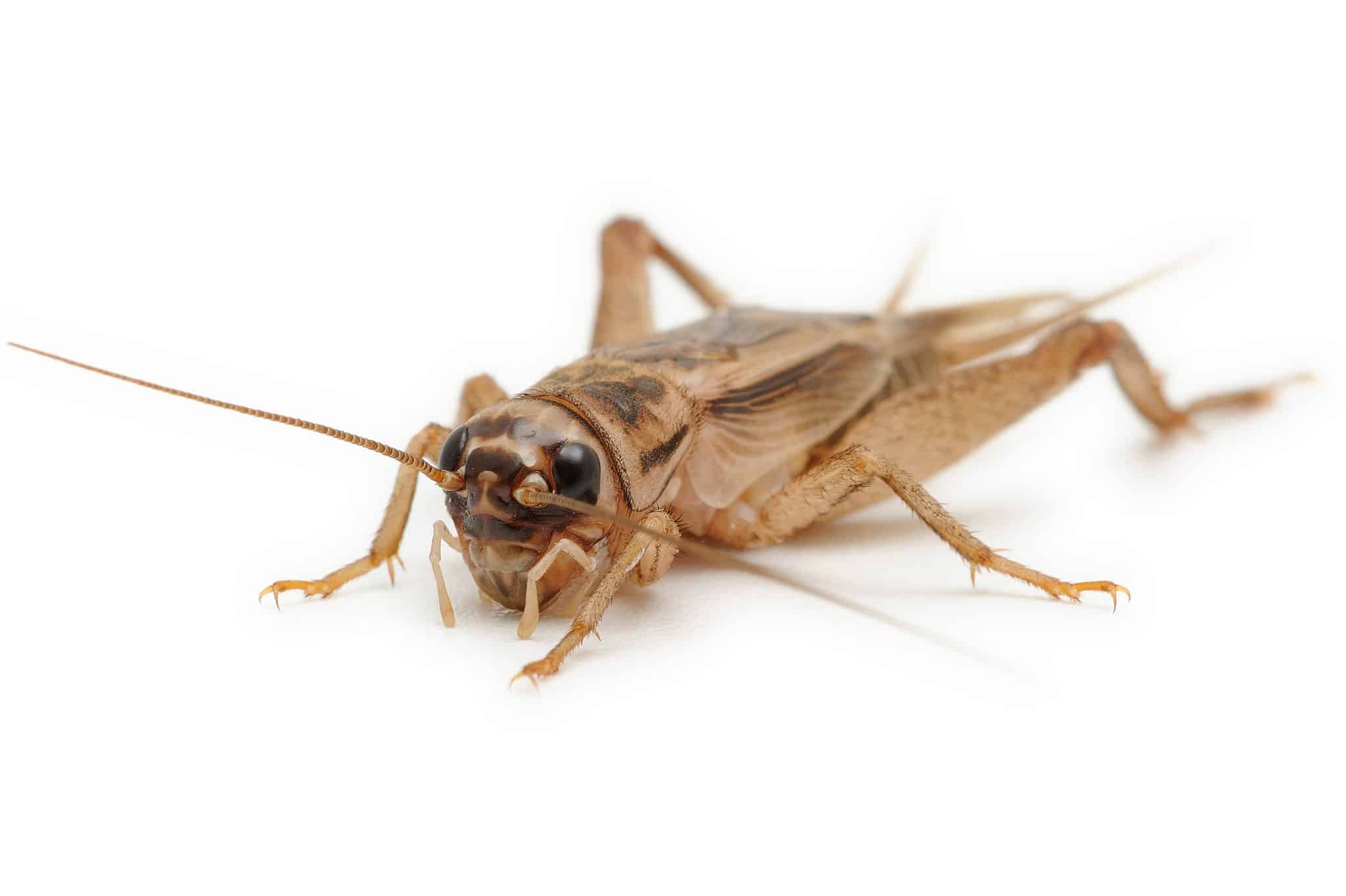 Do Spiders Have Ears and Can They Hear? - A-Z Animals
