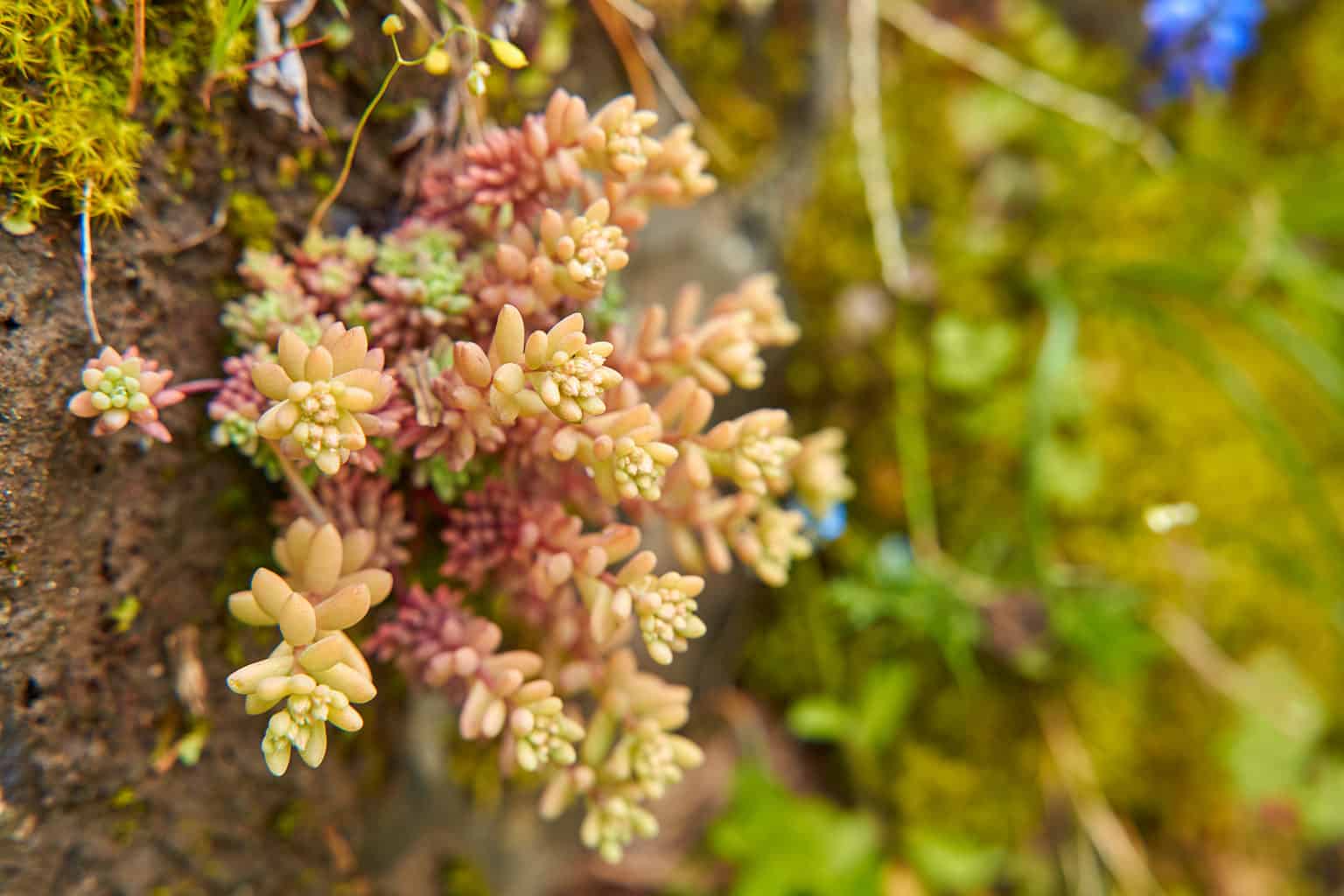 Sedum - Varieties, How to Propagate and More - AZ Animals