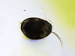 Ostracod - A-Z Animals