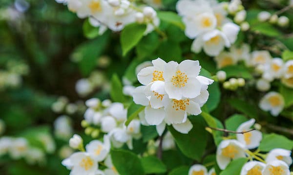 12 Native Plants in Idaho - A-Z Animals