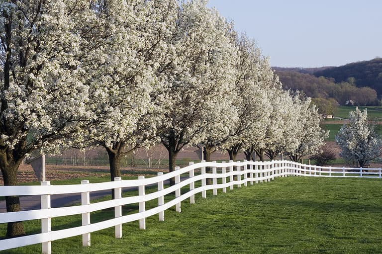 12 Grand Trees Native to Michigan - A-Z Animals