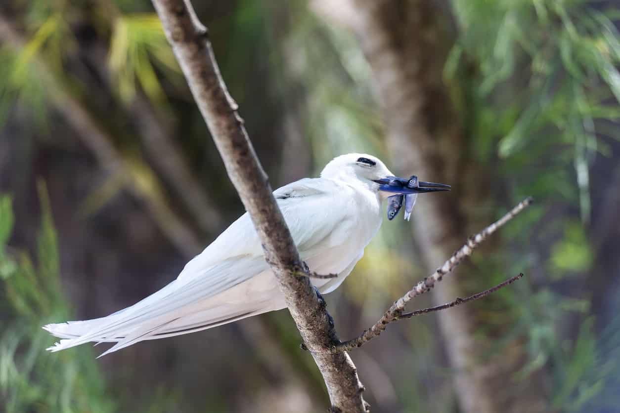 15 Types Of Birds In Hawaii