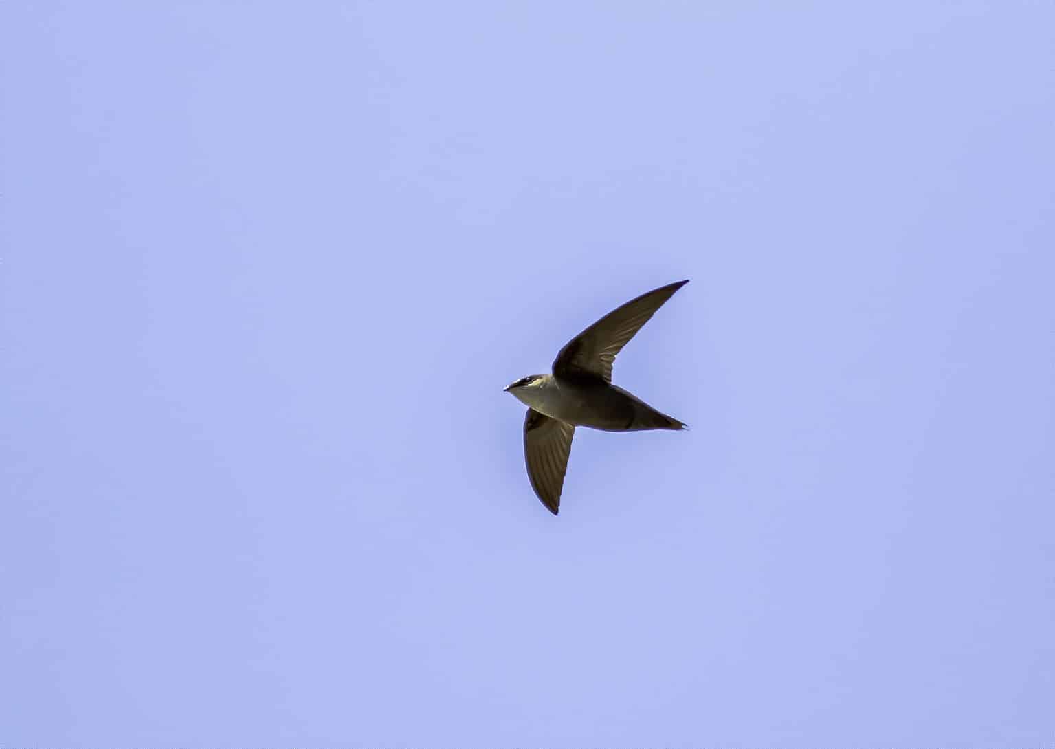 Meet The Bird That Mates and Sleeps While Airborne - A-Z Animals