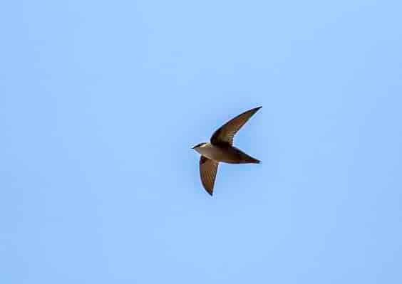 Meet The Bird That Mates and Sleeps While Airborne - A-Z Animals