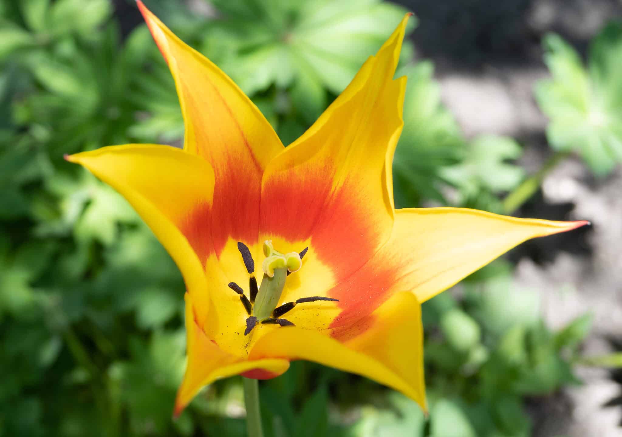 14 Types of Tulips for a Beautiful Spring - A-Z Animals