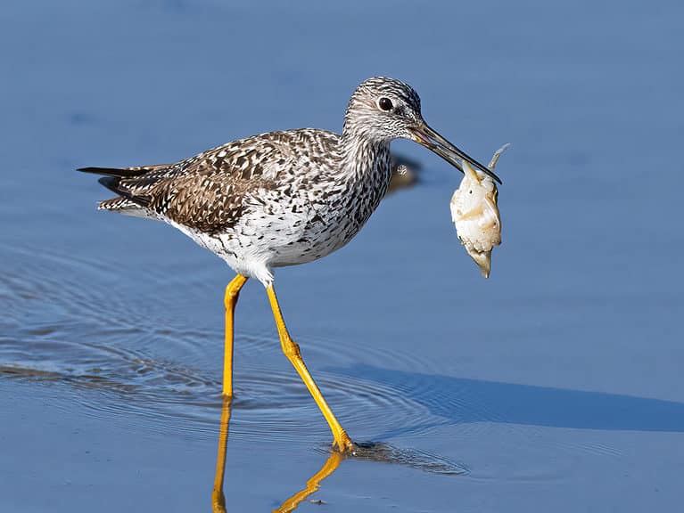 12 Impressive Types of Marsh Birds - A-Z Animals