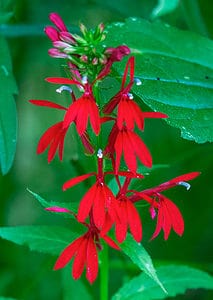10 Native Plants in Missouri - A-Z Animals