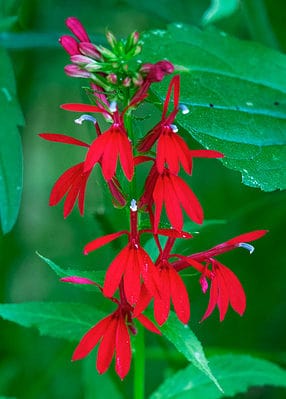 10 Native Plants in Missouri - A-Z Animals