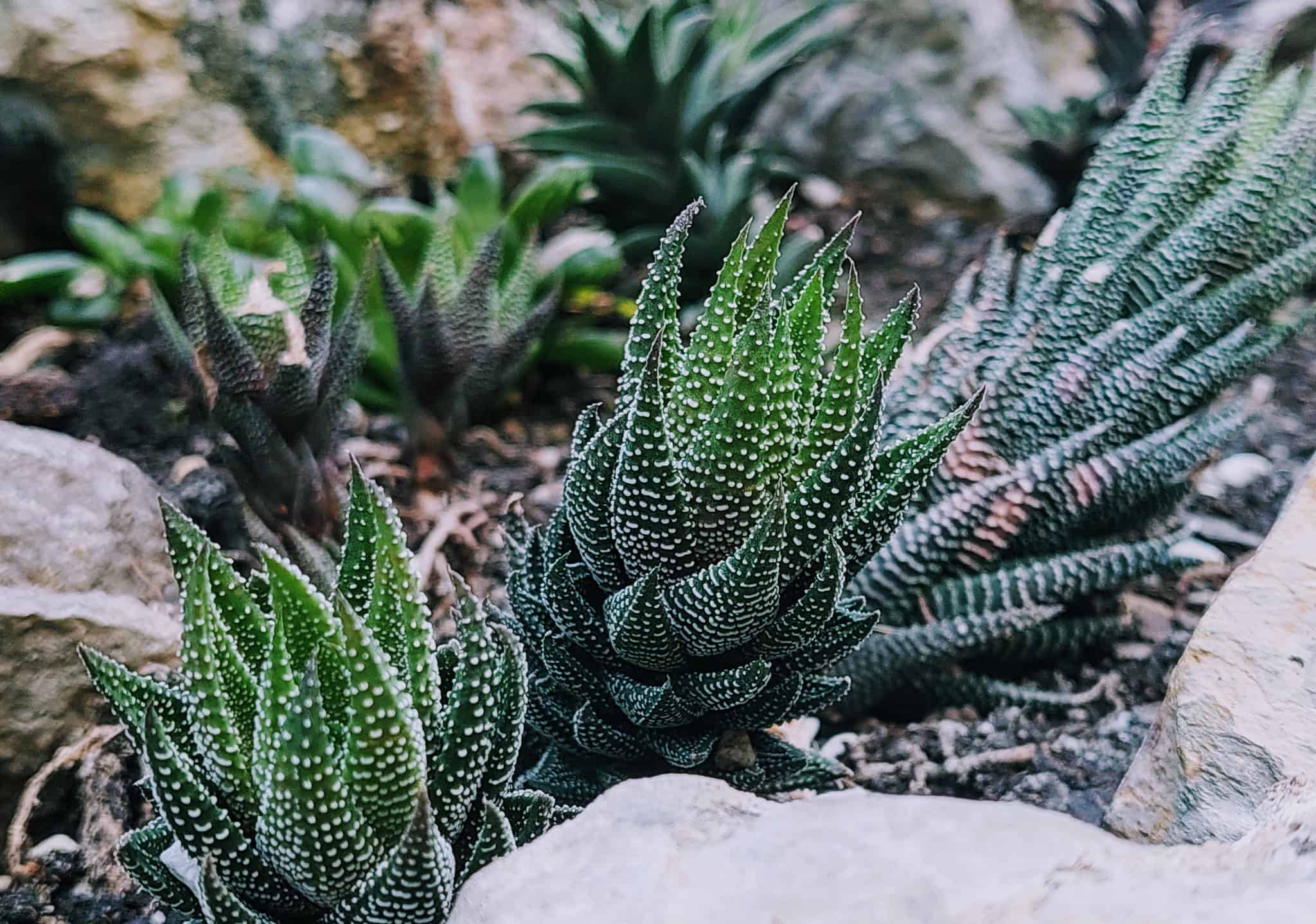 Haworthia Succulent - A-Z Animals
