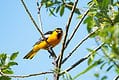 View All 9 Types of Oriole Birds - A-Z Animals