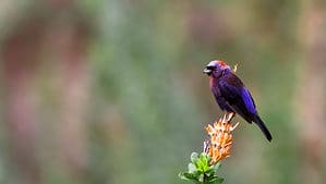 Discover All Types Of Bunting Birds - A-Z Animals