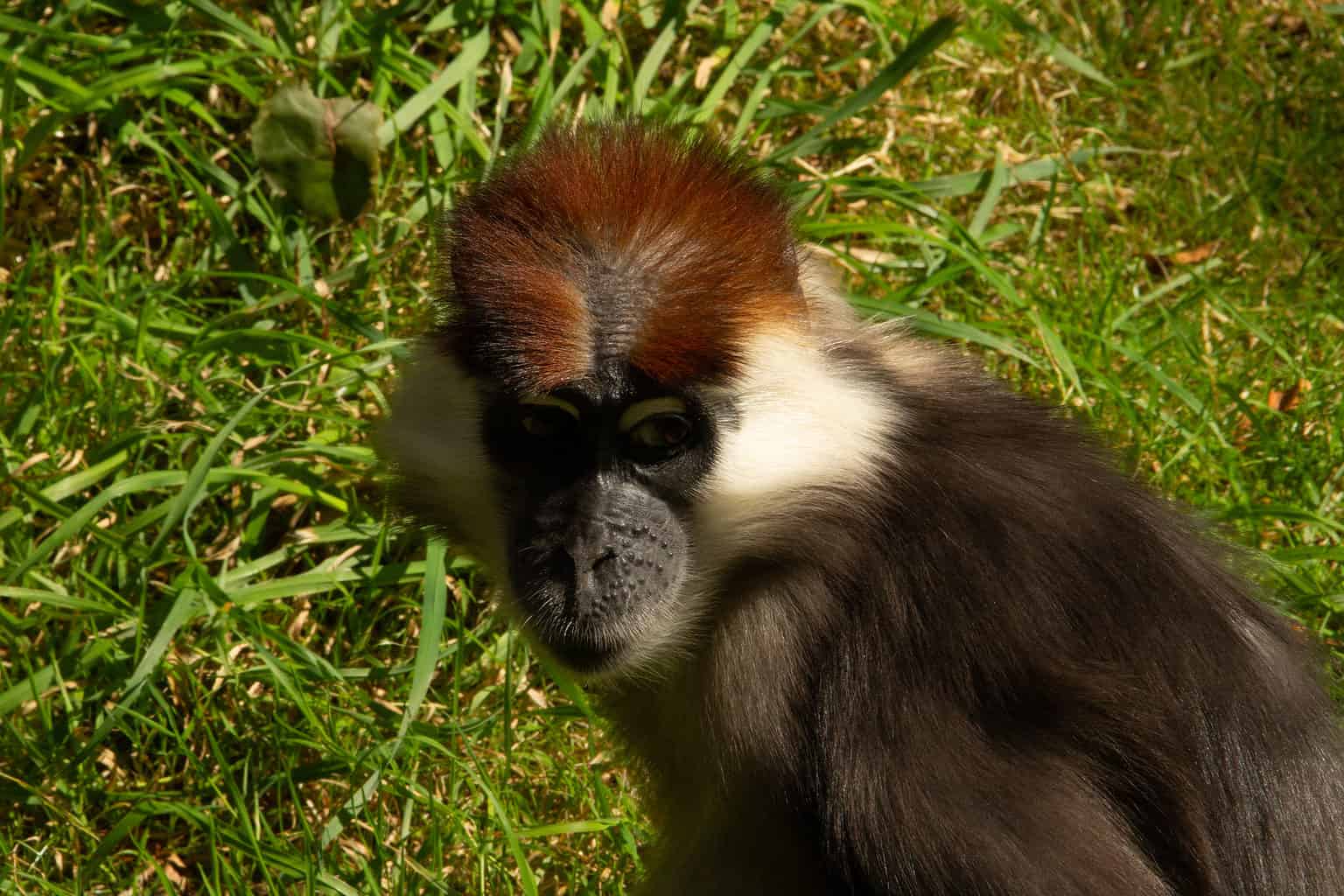 15 Animals That Live in and Around the Swamp - A-Z Animals