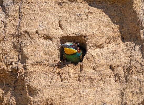 Different Types of Bird Nests With Pictures - A-Z Animals