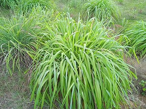 12 Plants That Repel and Keep Rats Away - A-Z Animals