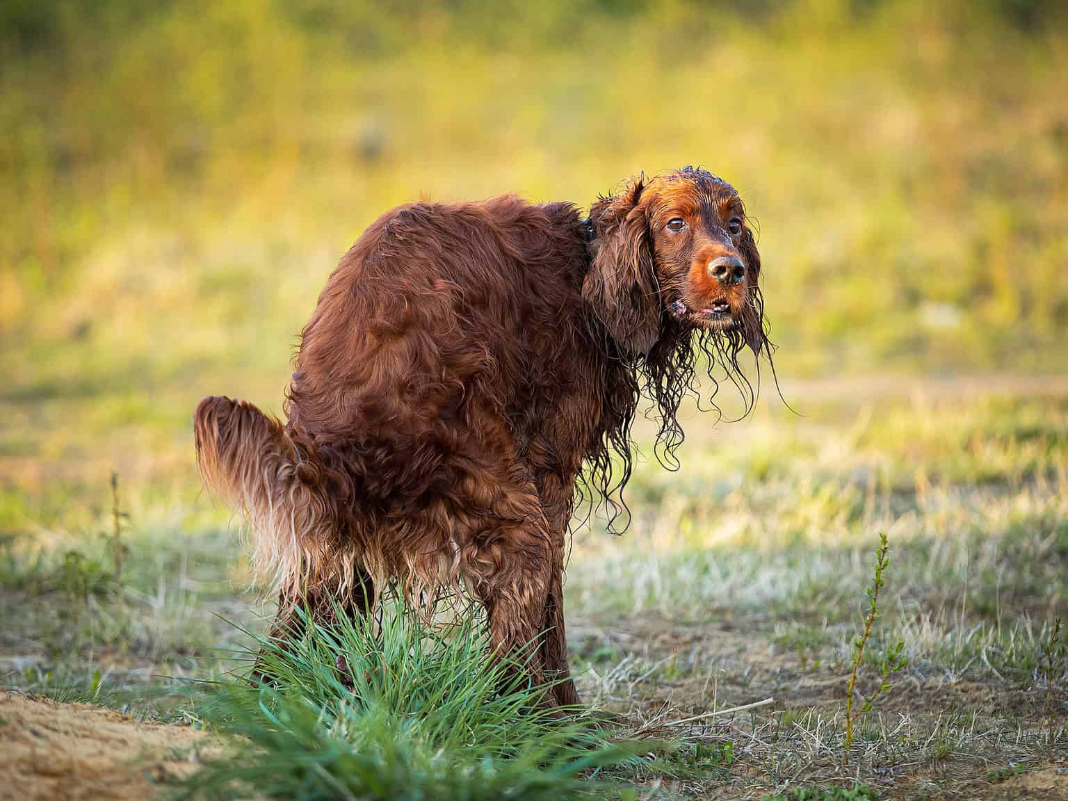 Quick Relief for a Constipated Dog: 5 Ways to Help Them Poop - A-Z Animals