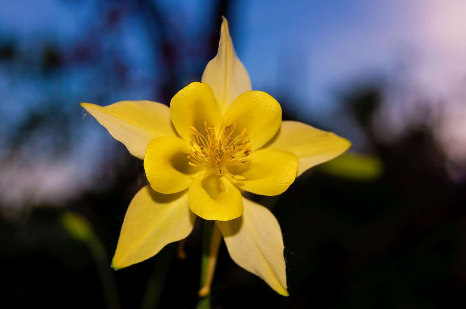 8 Native Plants in New Mexico - A-Z Animals